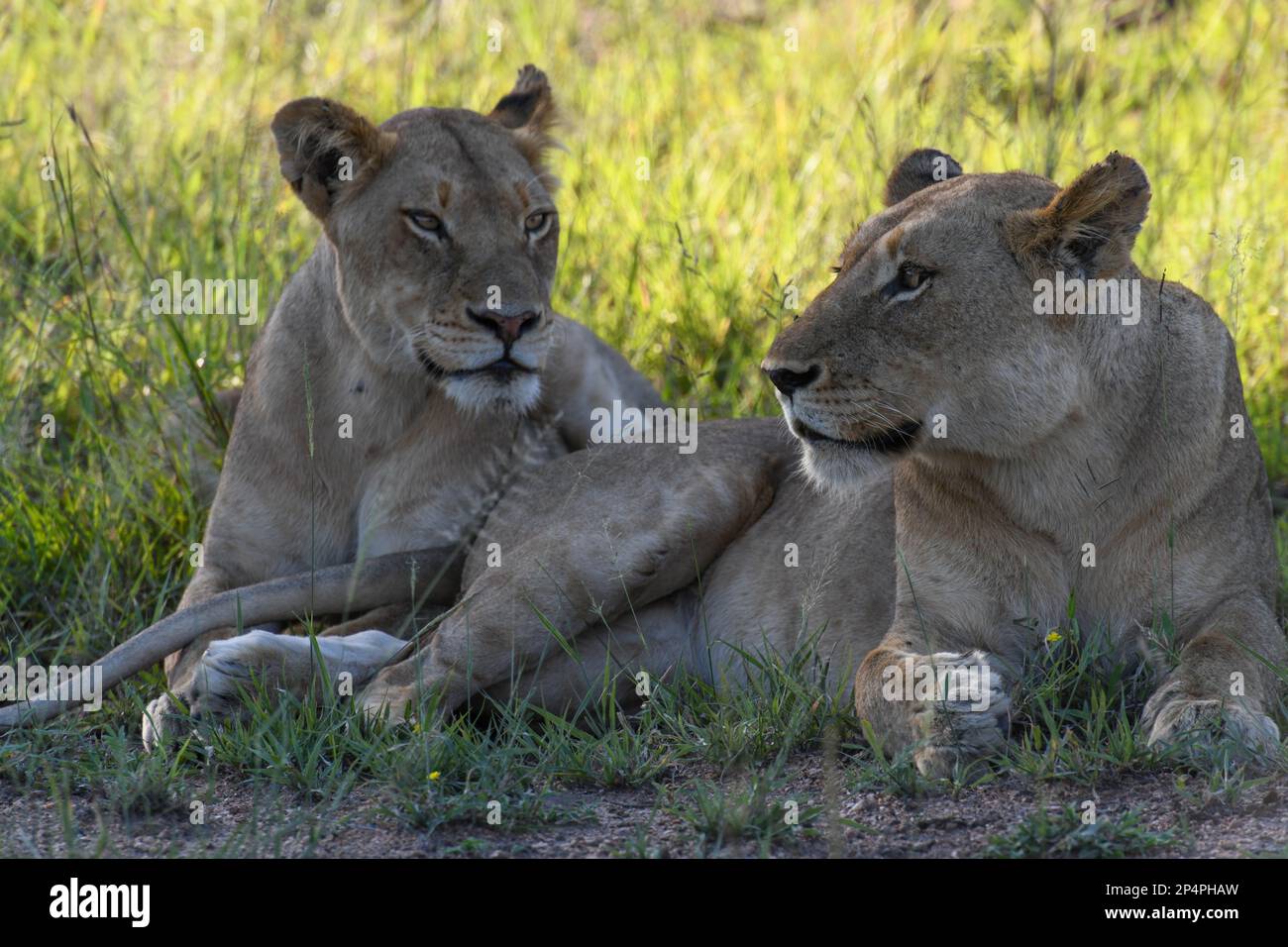 Lionesses on Kruger national park in South Africa Stock Photo - Alamy