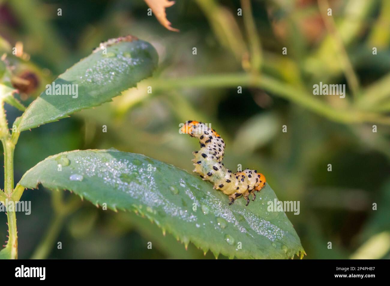 Rose sawfly hi-res stock photography and images - Alamy