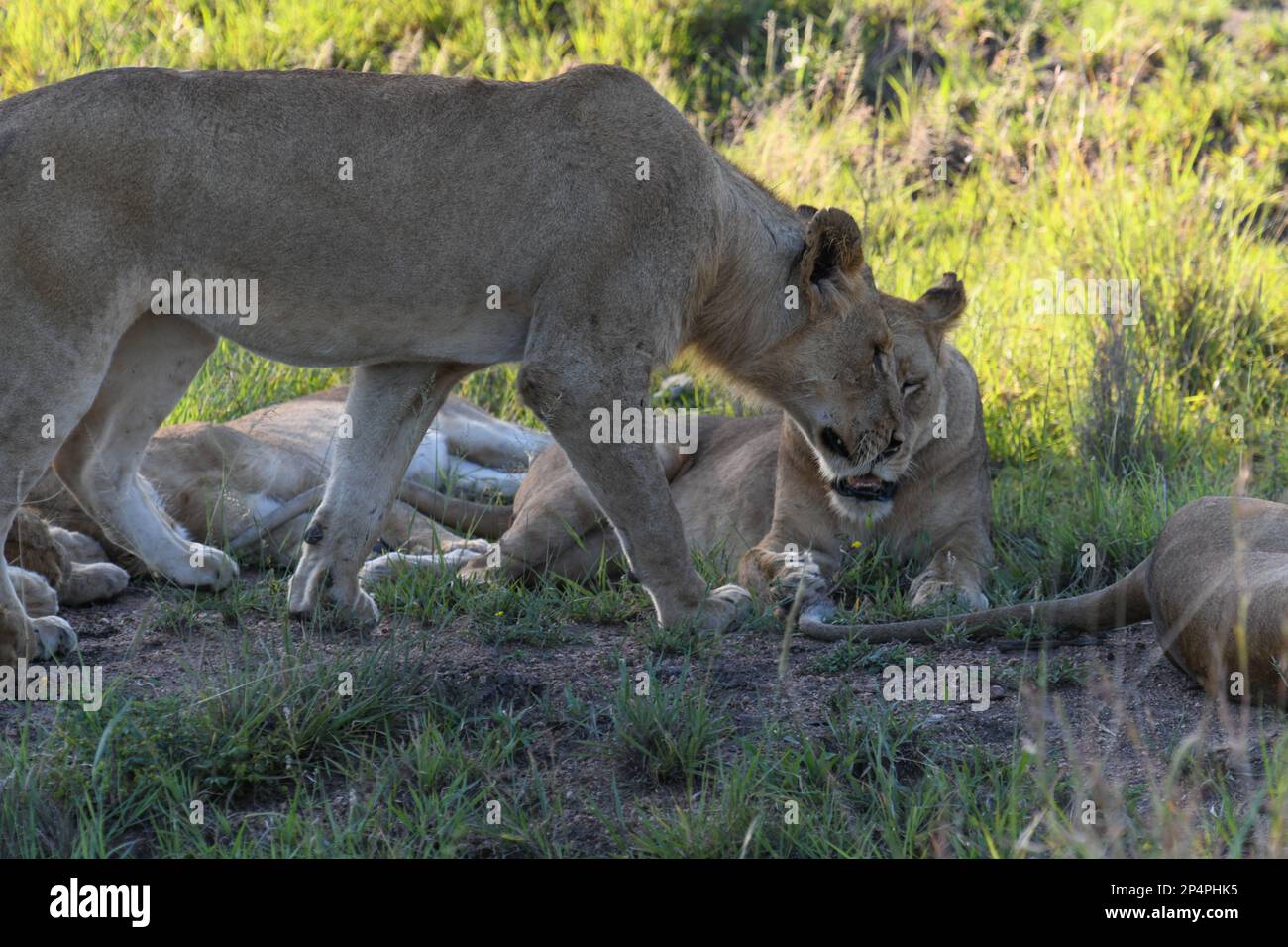 Lionesses on Kruger national park in South Africa Stock Photo - Alamy