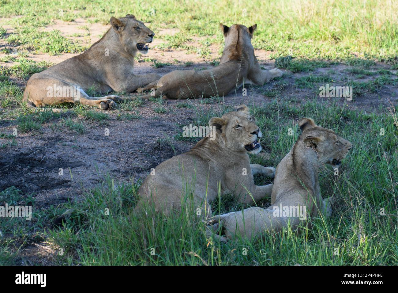 Lionesses on Kruger national park in South Africa Stock Photo - Alamy