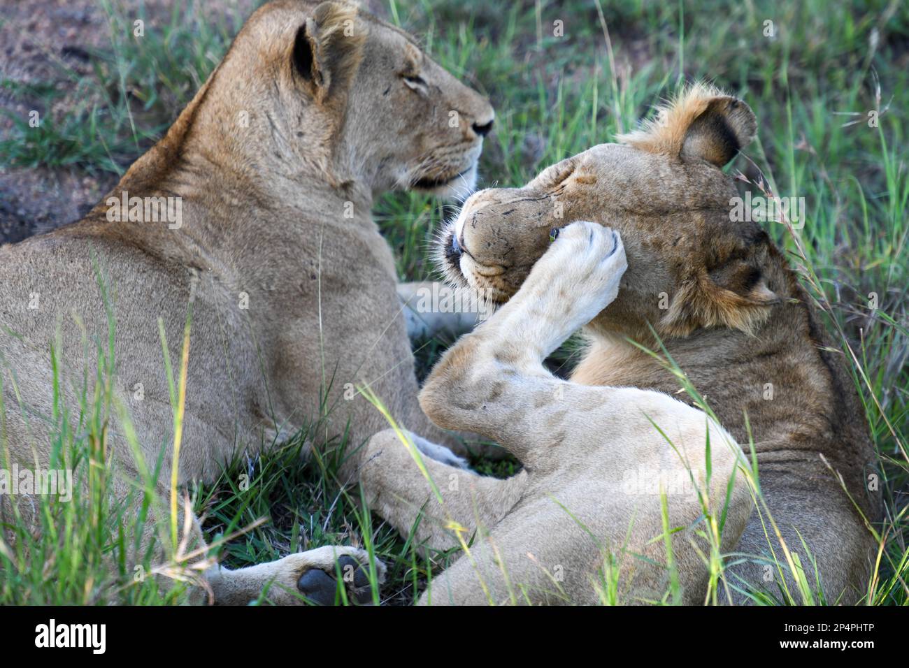 Lionesses on Kruger national park in South Africa Stock Photo - Alamy