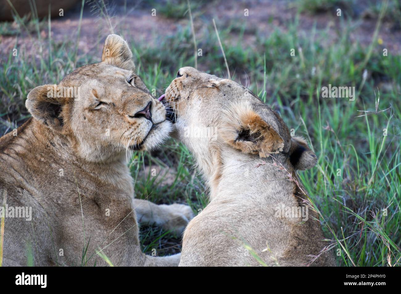 Lionesses on Kruger national park in South Africa Stock Photo - Alamy
