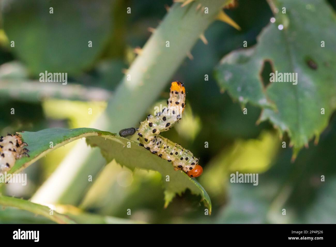Rose sawfly hi-res stock photography and images - Alamy