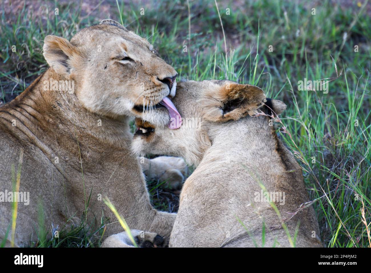 Lionesses on Kruger national park in South Africa Stock Photo - Alamy