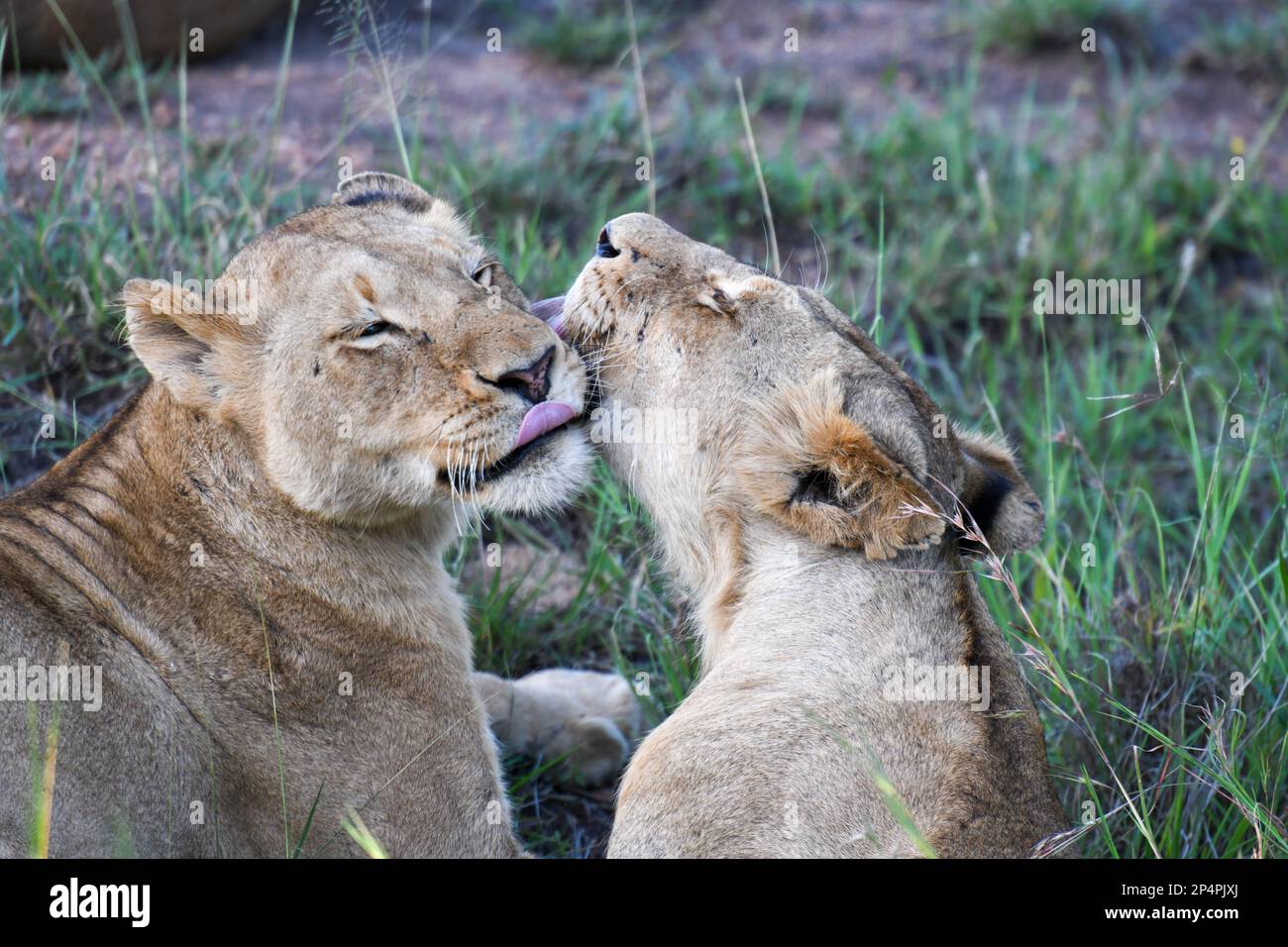 Lionesses on Kruger national park in South Africa Stock Photo - Alamy