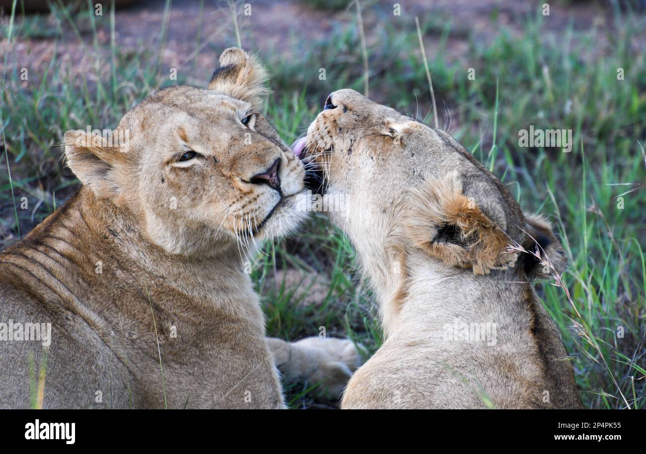 Lionesses on Kruger national park in South Africa Stock Photo - Alamy