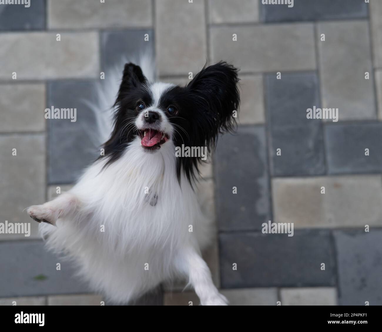 Top view of pappilion dog on the sidewalk. Portrait of a black and ...