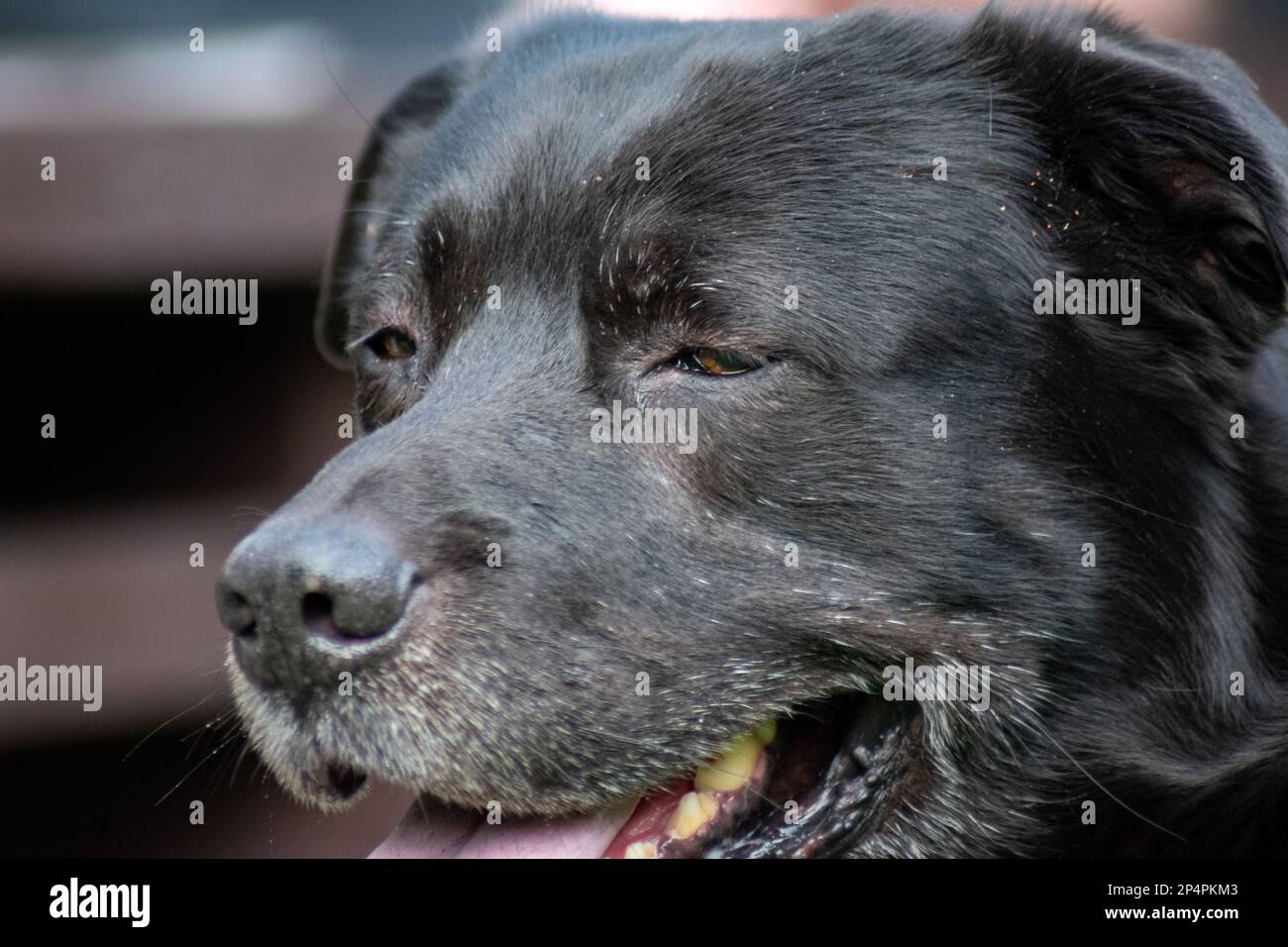 Tired and thirsty, old stray dog on the street Stock Photo - Alamy