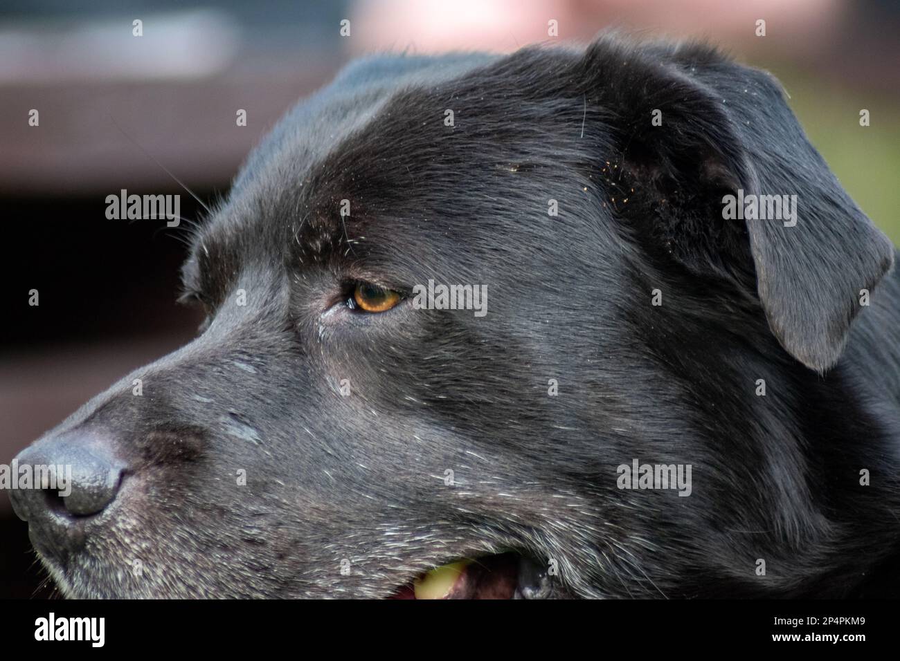 Black old dog captured from profile Stock Photo - Alamy