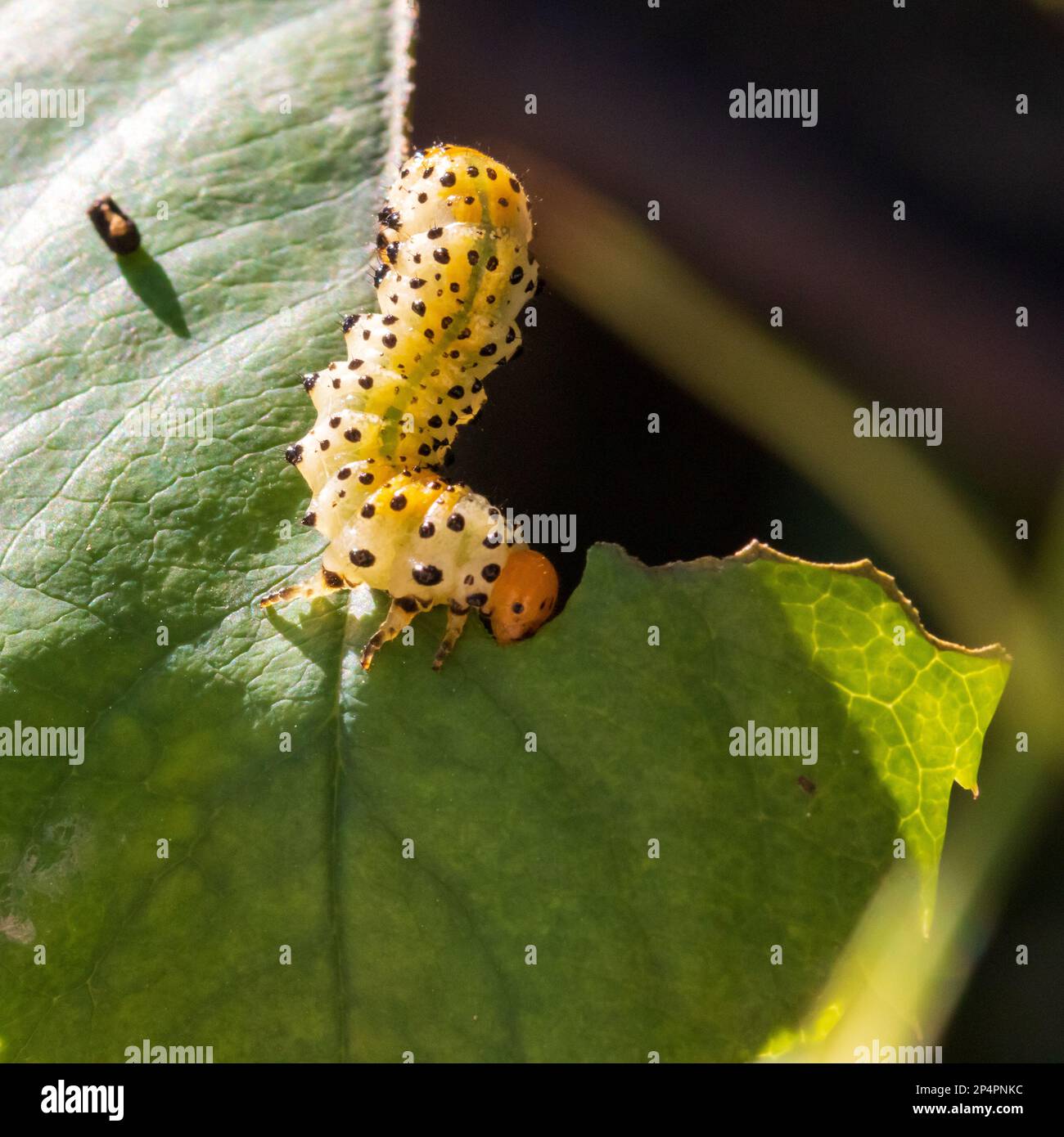 Arge ochropus, Rose sawfly larva Stock Photo - Alamy