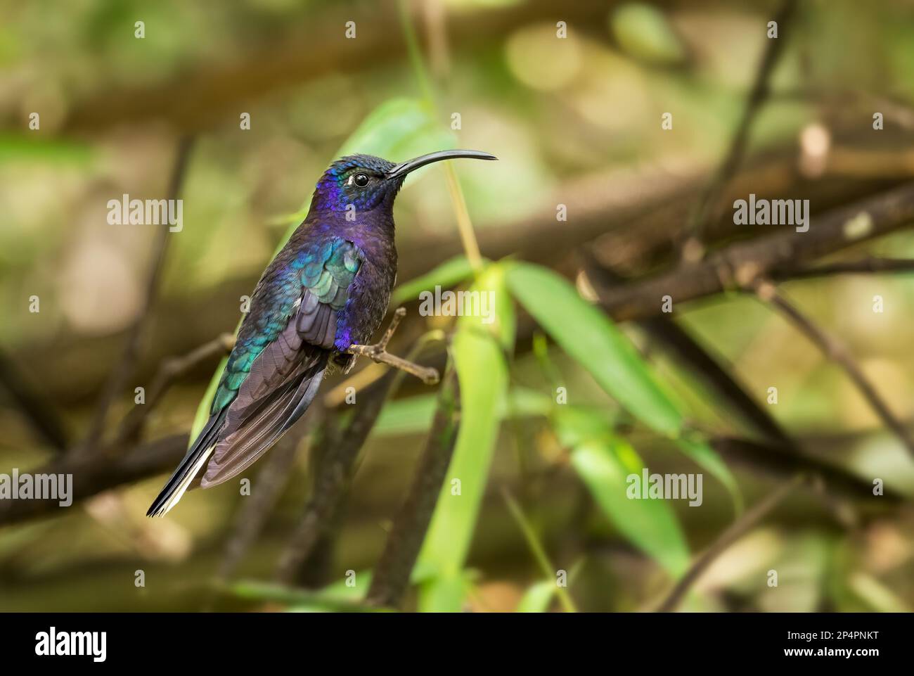 Violet Sabrewing - Campylopterus hemileucurus, beautiful blue ...