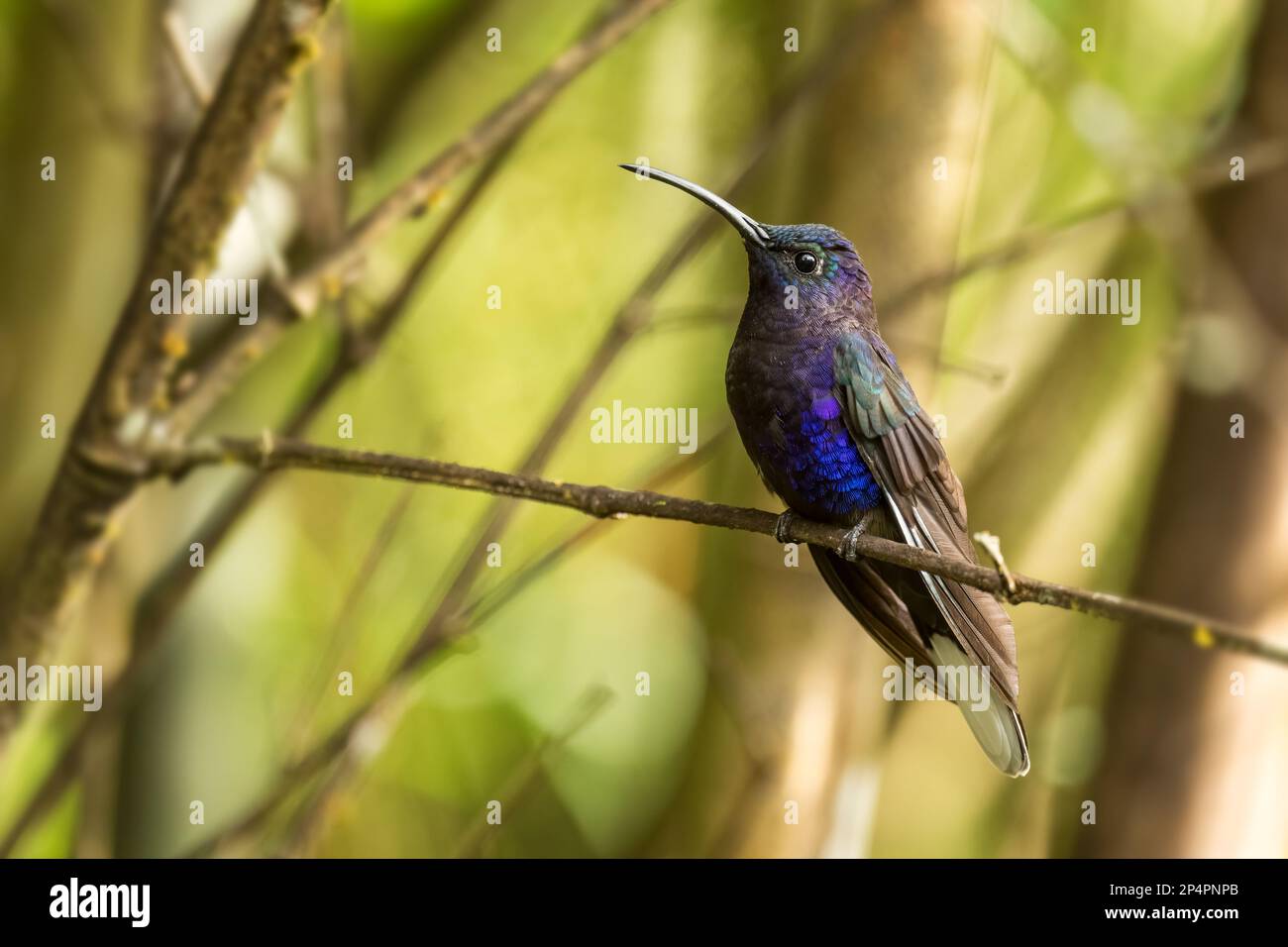 Violet Sabrewing - Campylopterus hemileucurus, beautiful blue ...