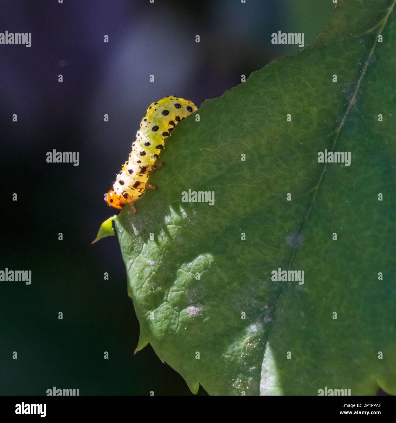 Rose sawfly larva hi-res stock photography and images - Alamy