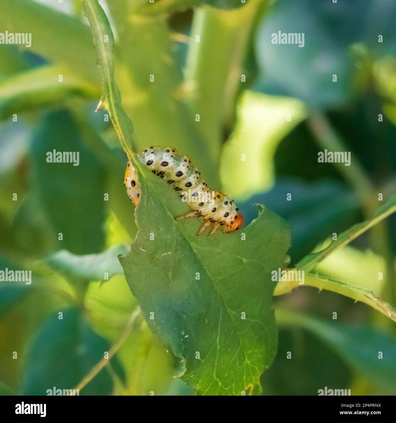 Arge ochropus, Rose sawfly larva Stock Photo - Alamy