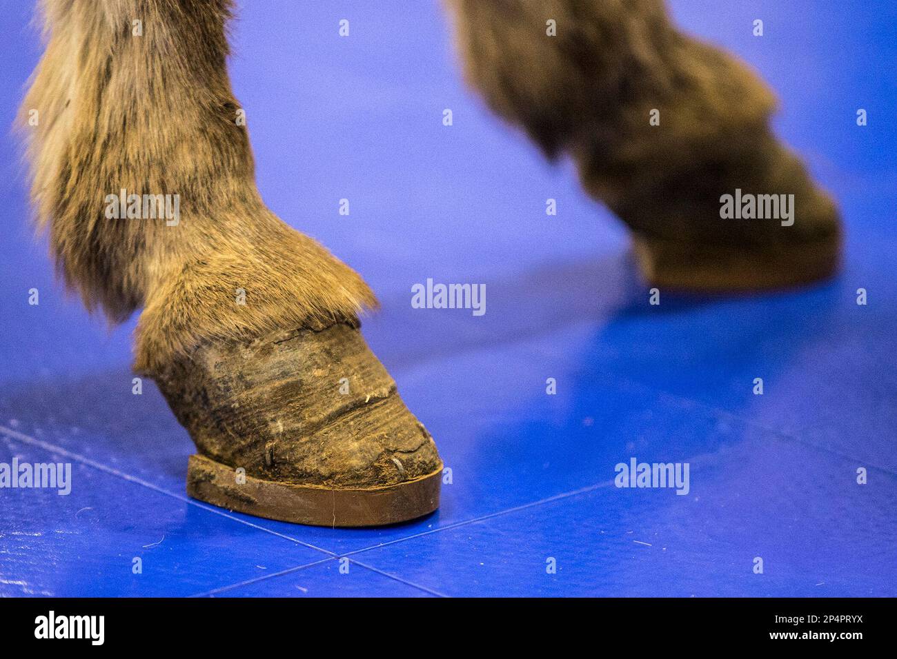 Donkeys wear specially made rubber shoes to protect the gym floor ...