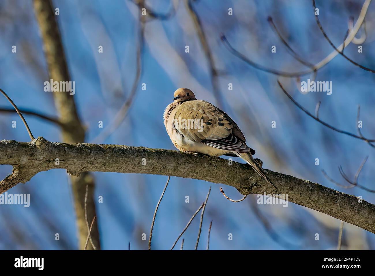 The mourning dove (Zenaida macroura) also known as the American ...