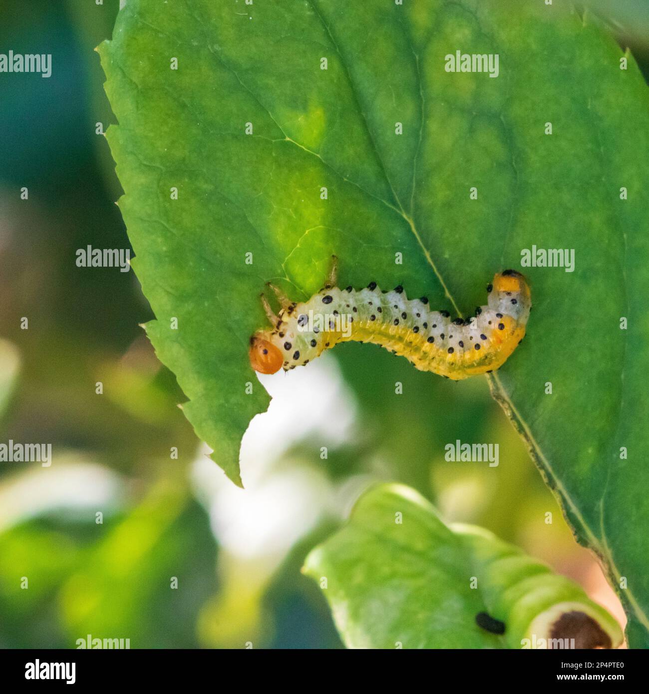 Arge ochropus, Rose sawfly larva Stock Photo - Alamy