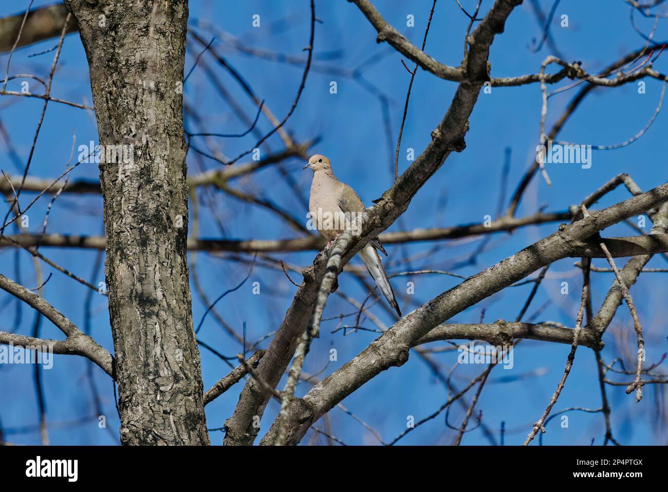 The mourning dove (Zenaida macroura) also known as the American ...