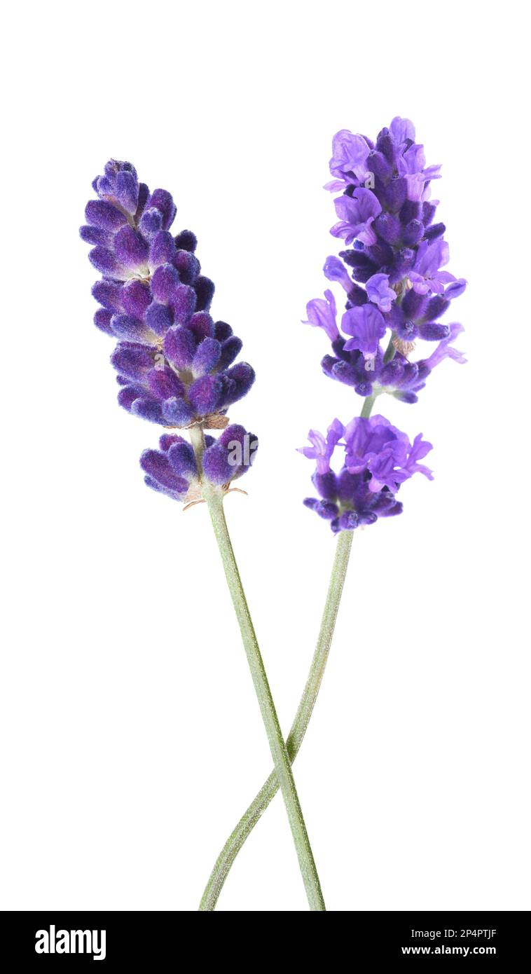 Lavender flowers isolated on white background Stock Photo - Alamy
