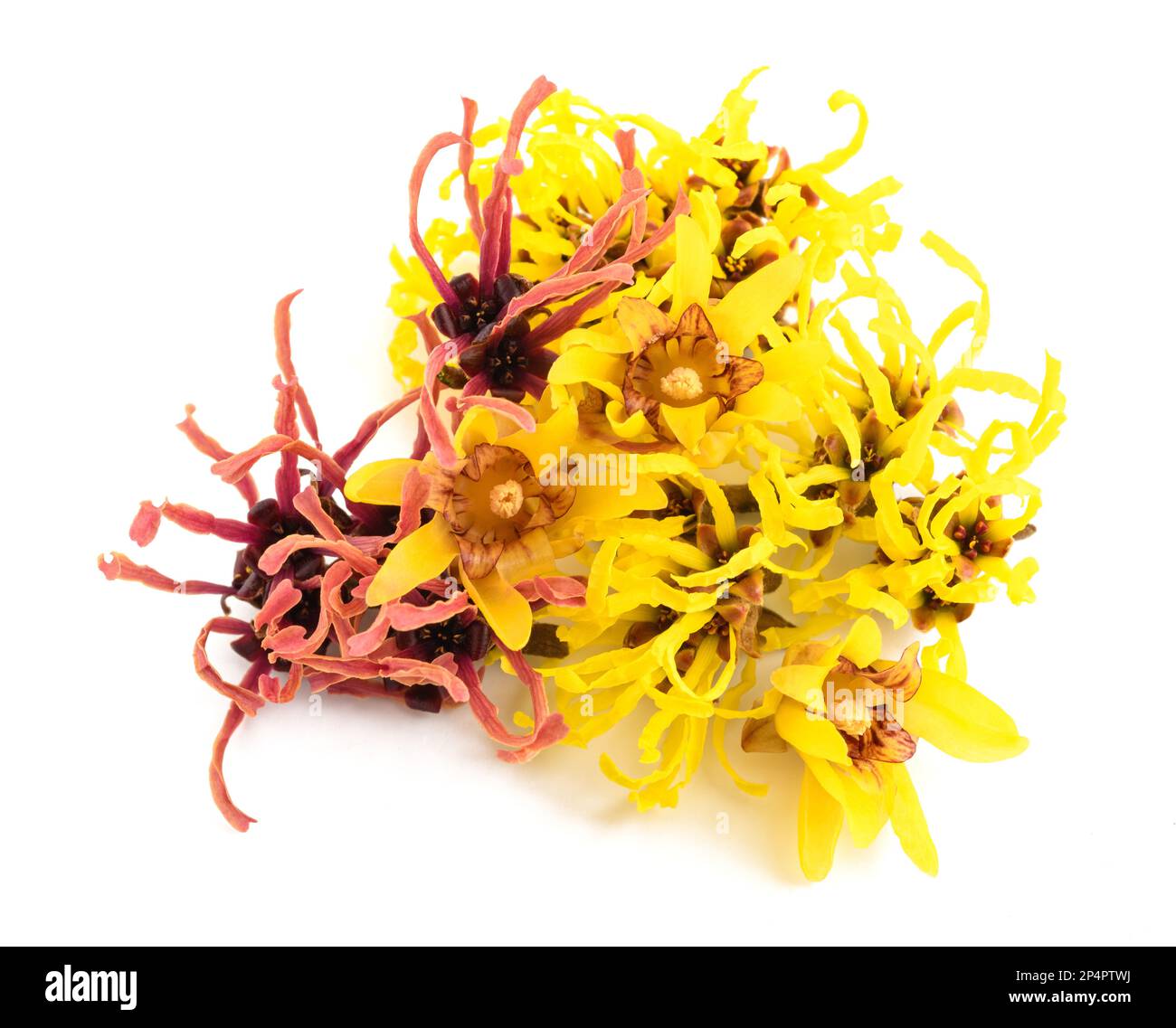 Asian hazel Cut Out Stock Images & Pictures - Alamy