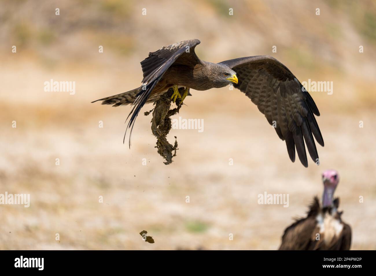 Kite grab some meet from a lions buffalo kill and voulture looking ...