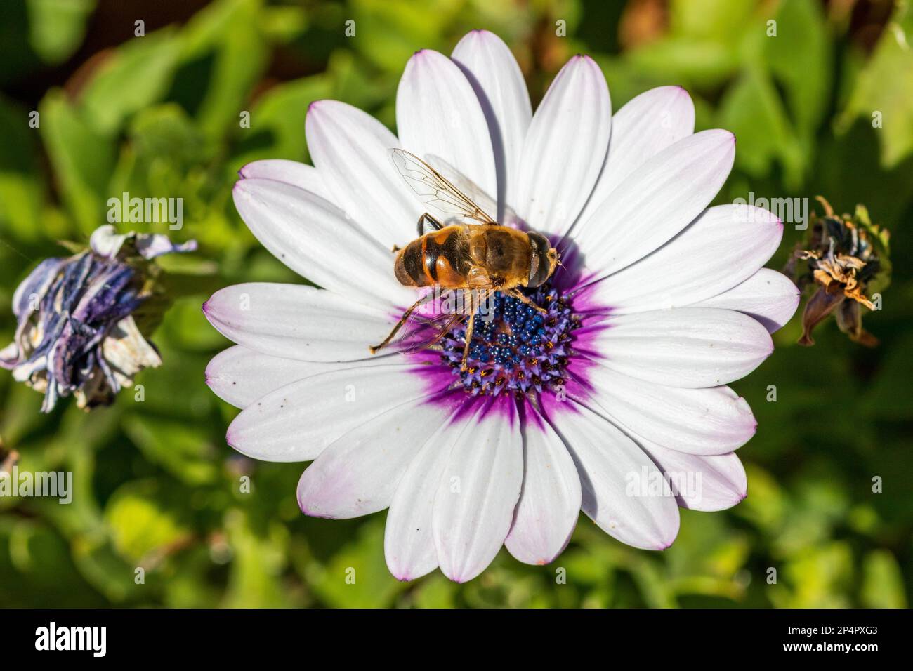 Eristalis tenax, Common Drone Fly Stock Photo - Alamy