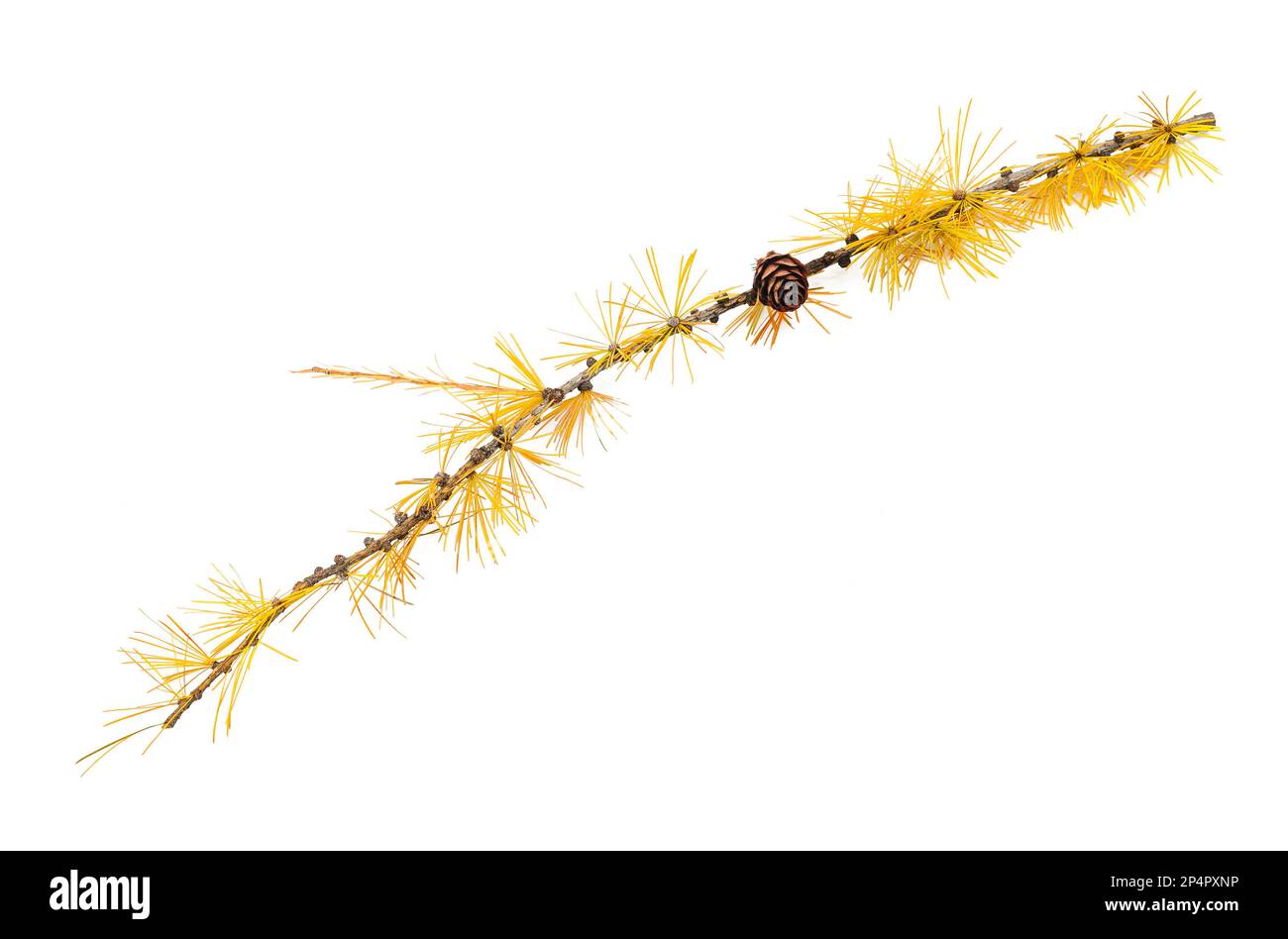 Larix decidua twig hi-res stock photography and images - Alamy