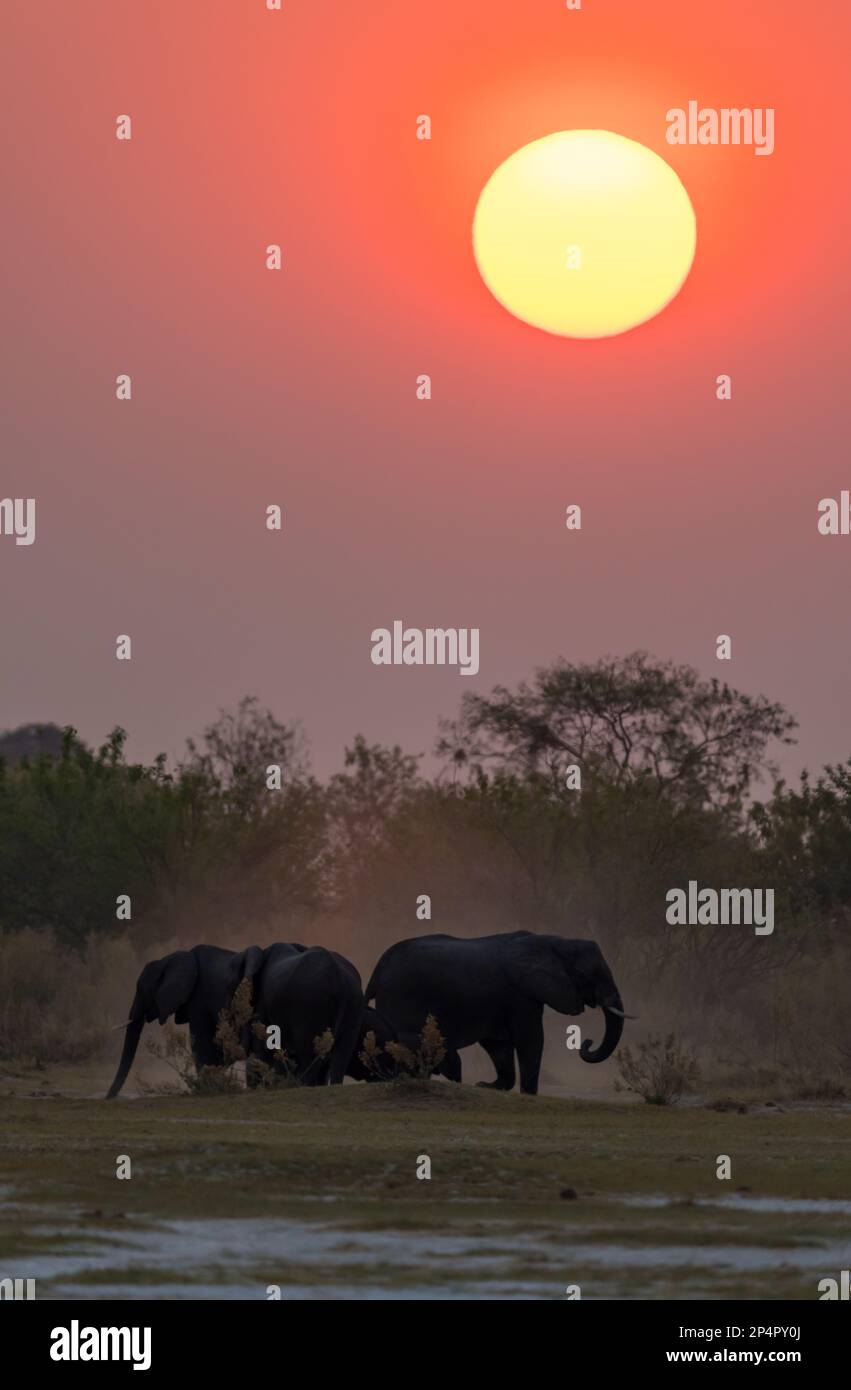 Sunset elephant hi-res stock photography and images - Alamy