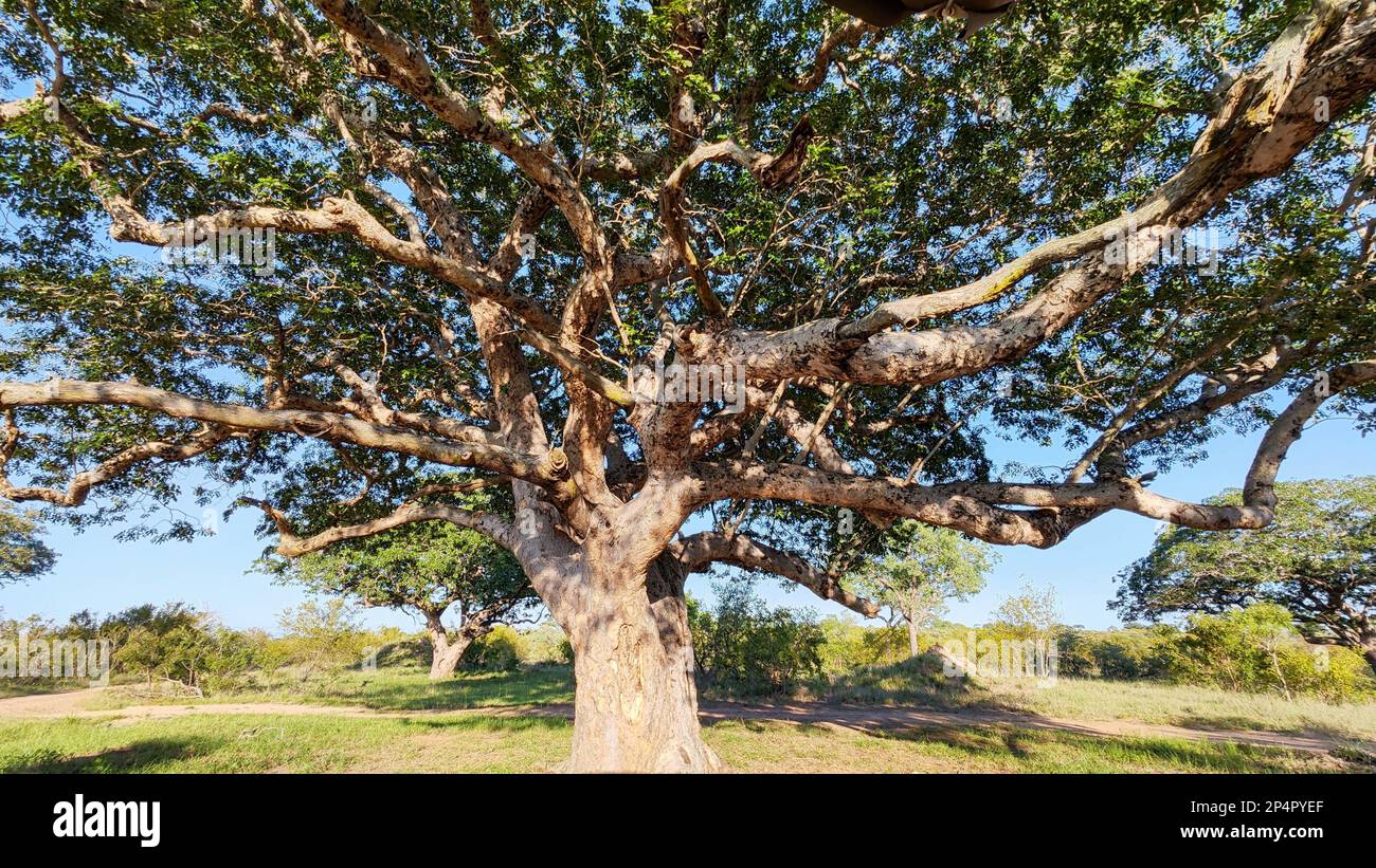 Detail of a tree at the Kruger national park on South Africa Stock ...