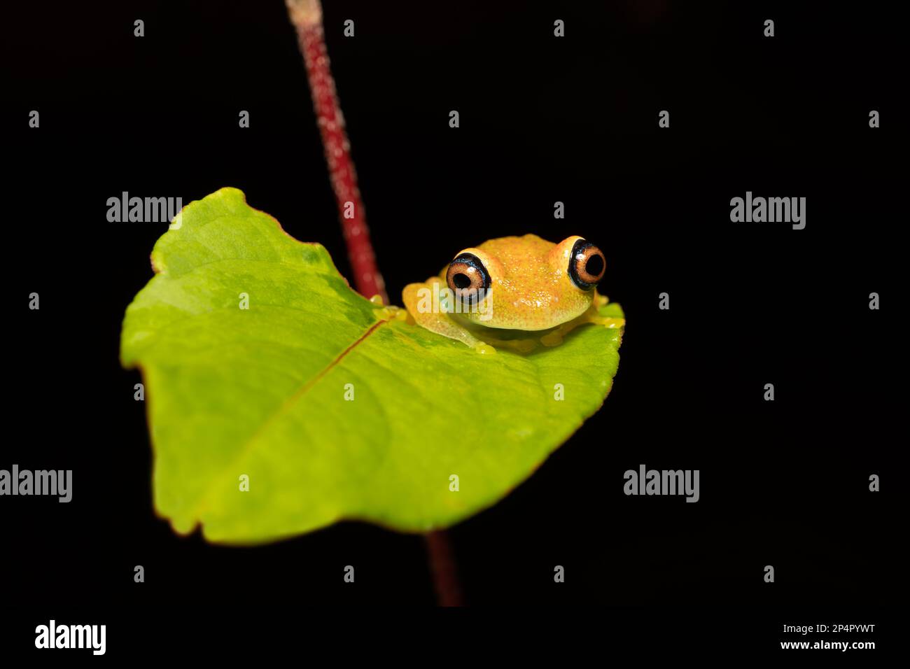 Green Bright-Eyed Frog (Boophis Viridis), species of endemic frog in ...