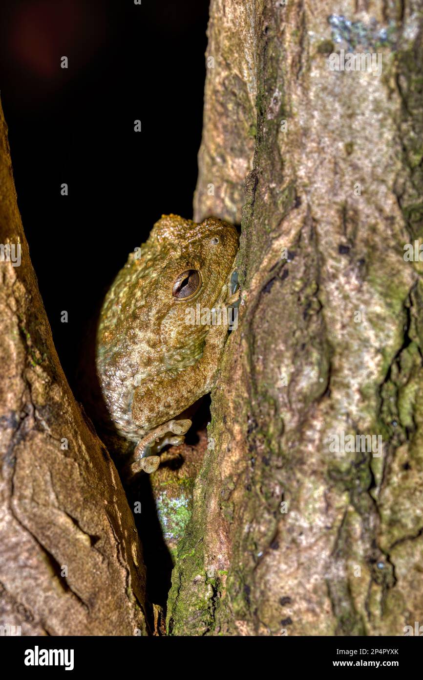 Platypelis grandis, endemic species of frog in the family Microhylidae ...