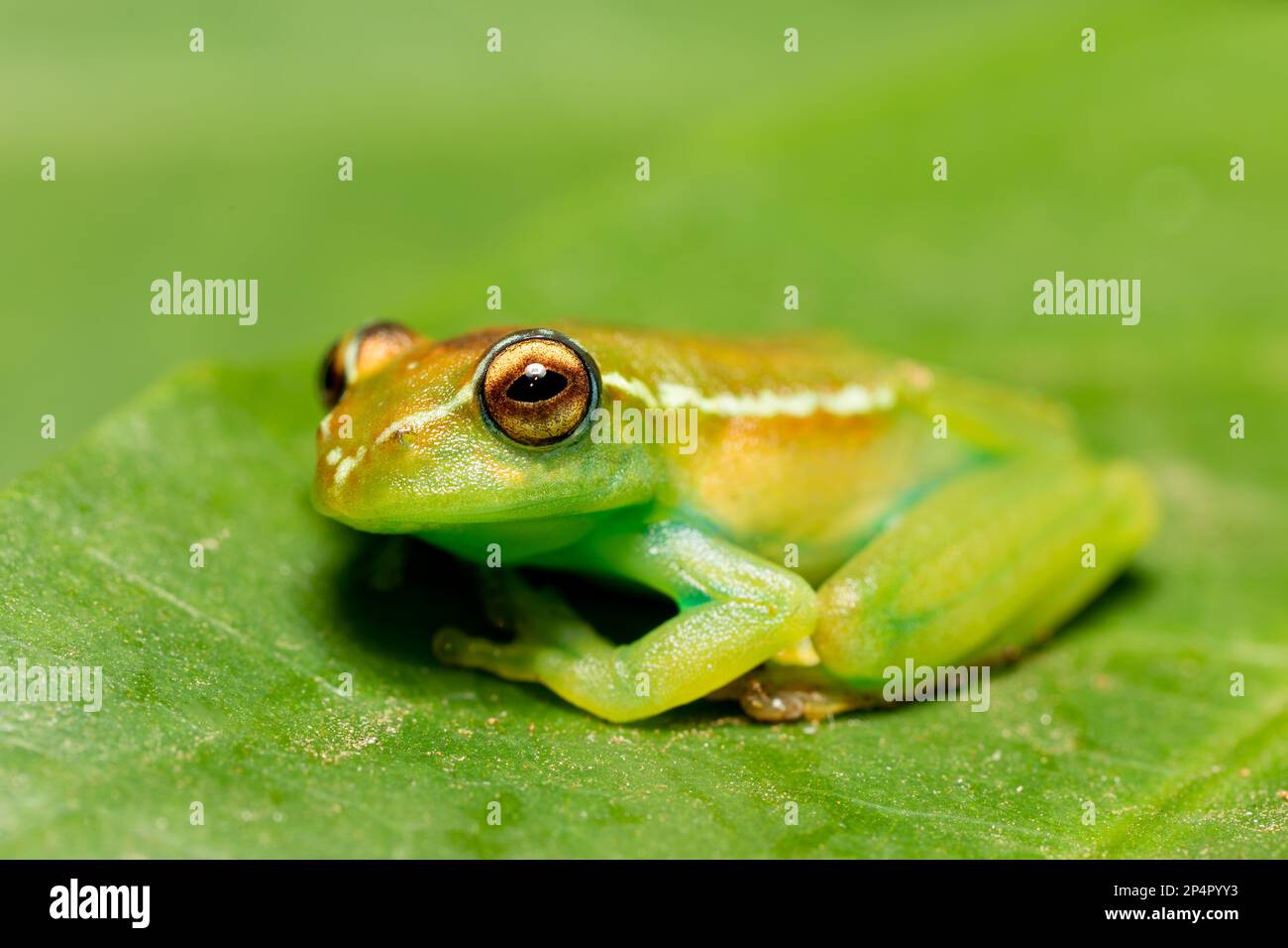 Boophis rappiodes, endemic species of frog in the family Mantellidae ...