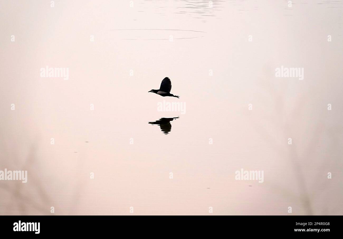 A bird soaring above the surface of a serene lake Stock Photo - Alamy