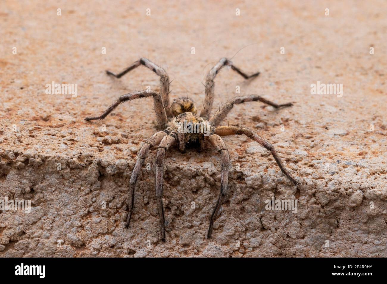Lycosa hispanica, Wolf Spider Stock Photo - Alamy