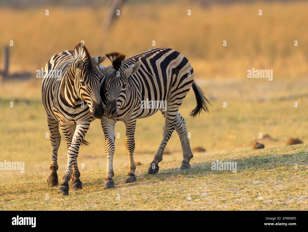 Two Zebras playing and cuddeling together in perfect morning sunlight in Botswana Moremi Stock ...