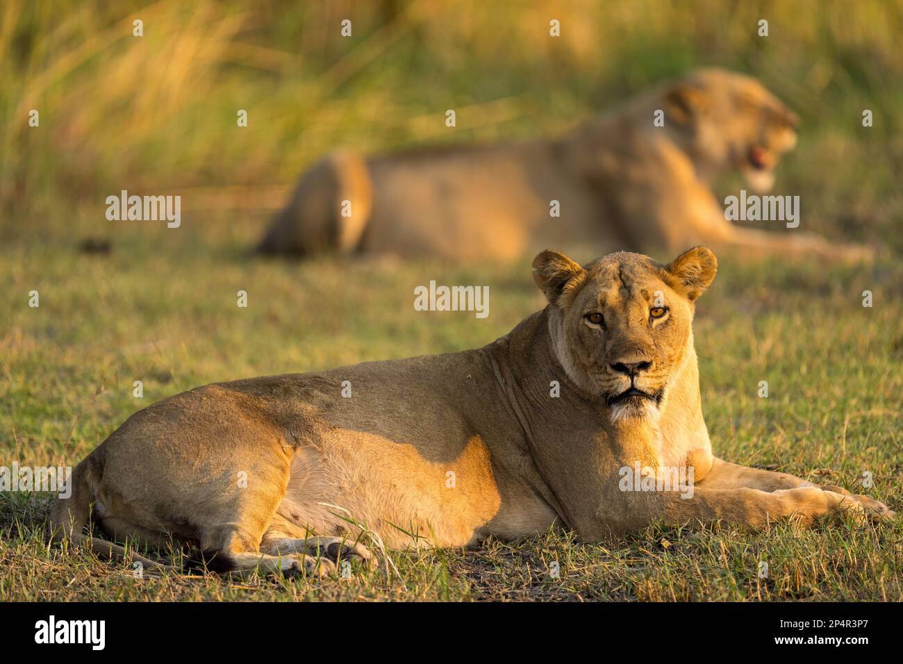 Two female lions laying close to khwai river in botswana Stock Photo ...