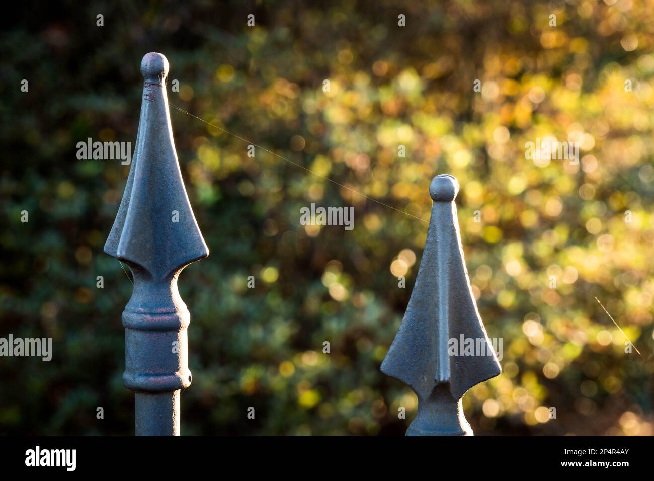 Pointed iron fence posts with single strand of spider silk between them ...