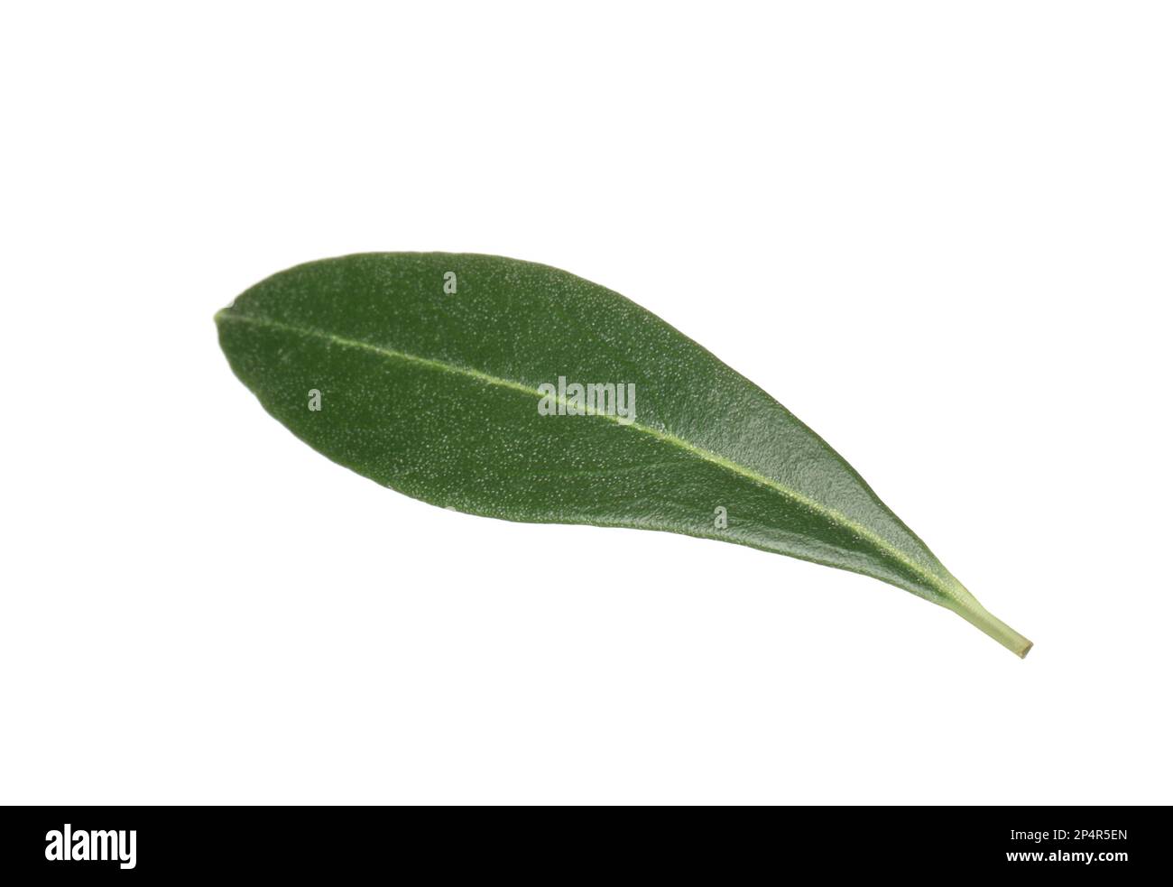 Fresh green olive leaf isolated on white Stock Photo - Alamy