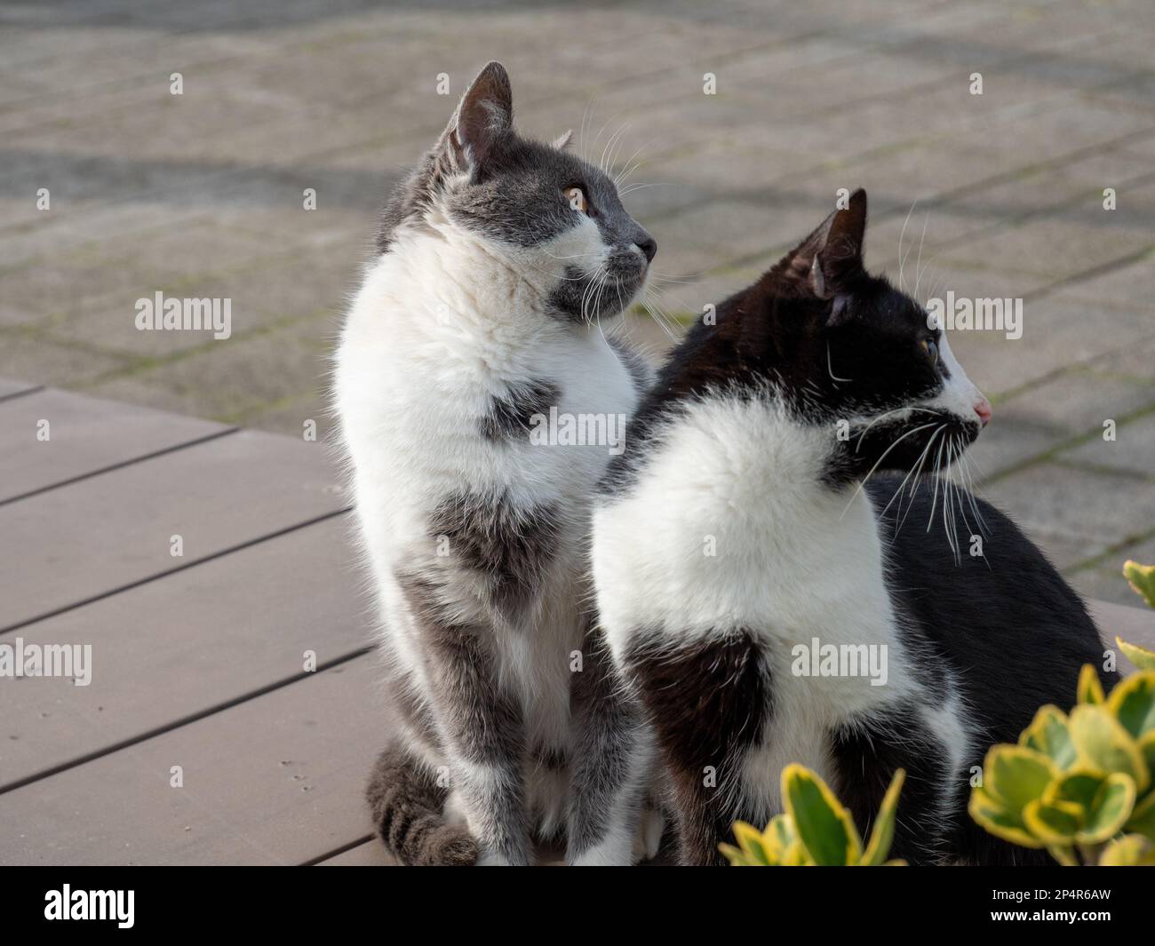Two cats sitting side-by-side looking backward Stock Photo - Alamy