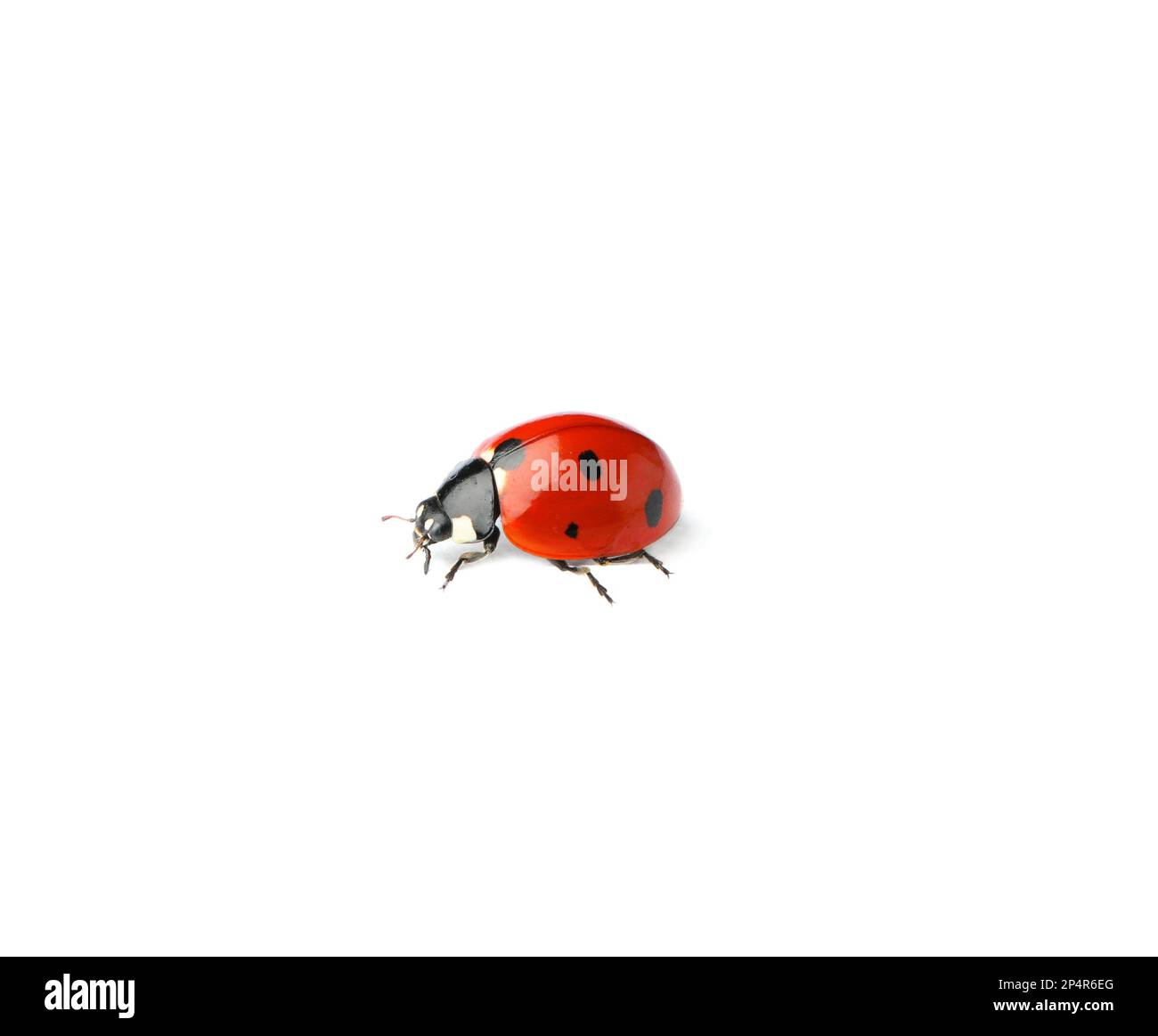 One beautiful red ladybug isolated on white Stock Photo - Alamy