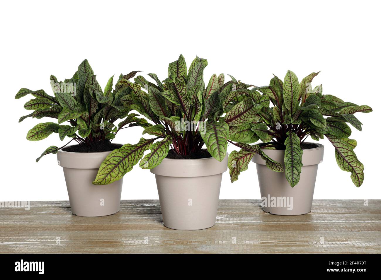 Sorrel plants in pots on wooden table against white background Stock ...