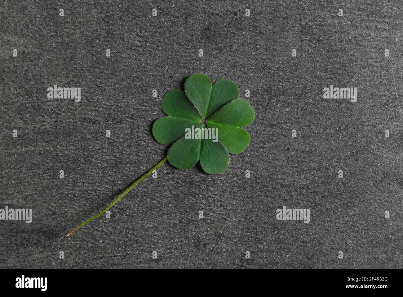 Green four leaf clover on grey table, top view Stock Photo - Alamy