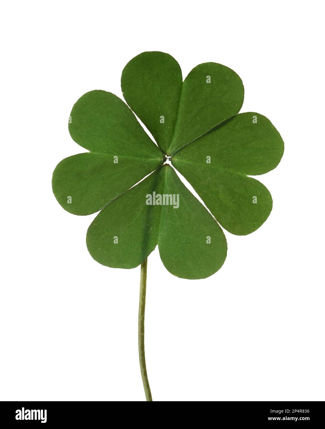 Green four leaf clover isolated on white Stock Photo - Alamy Green four leaf clover isolated on white Stock Photo - Alamy
