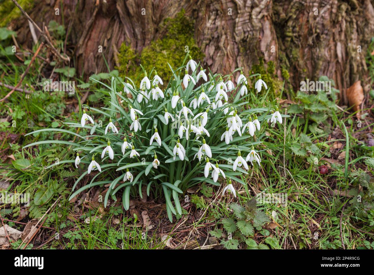 Snowdrops in bloom in Sedgefield,England,UK Stock Photo - Alamy