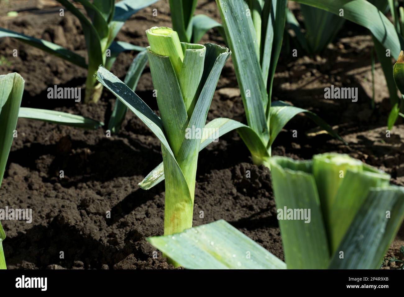 Leeks plantation hi-res stock photography and images - Alamy