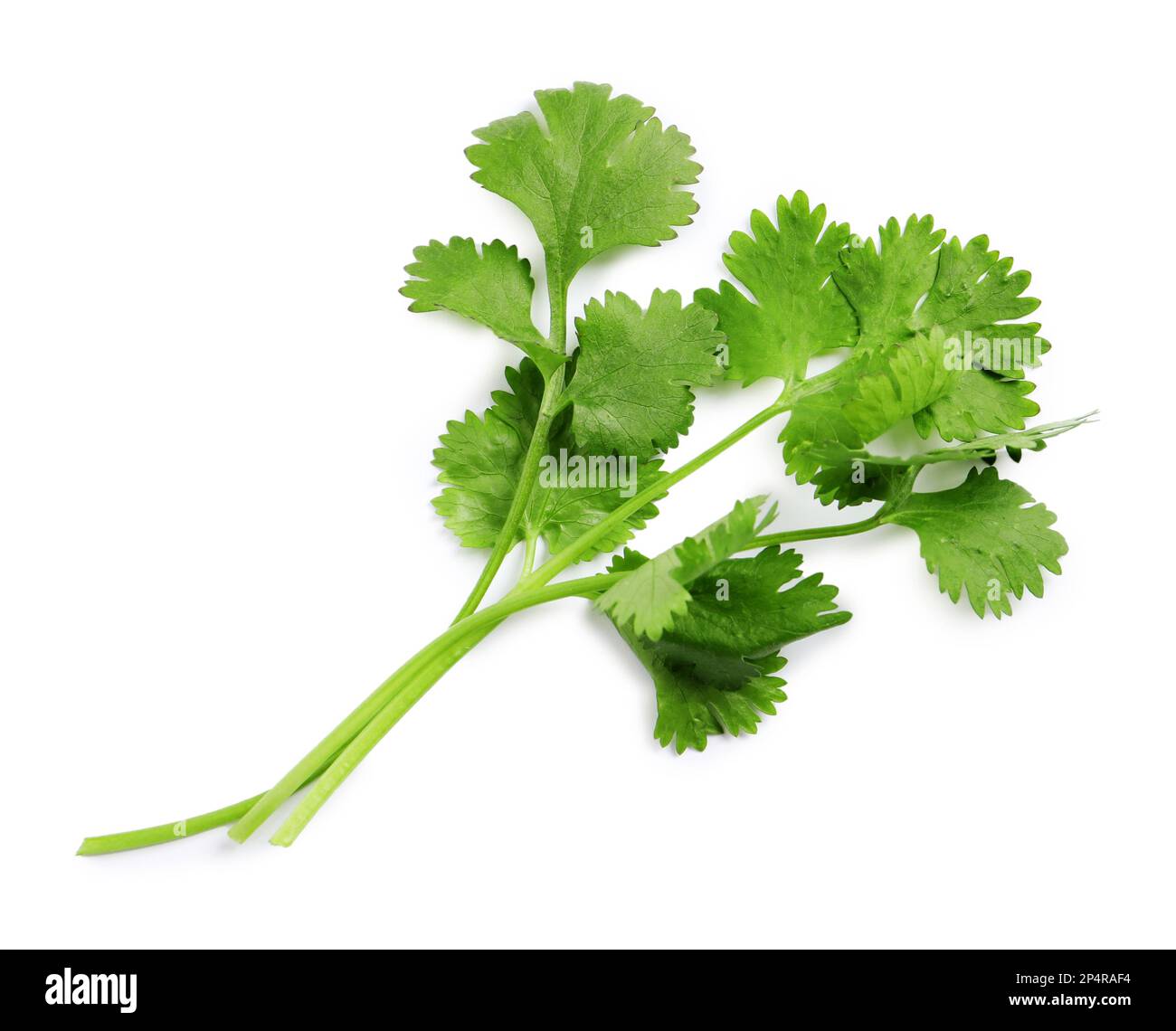 Fresh green coriander leaves on white background, top view Stock Photo ...