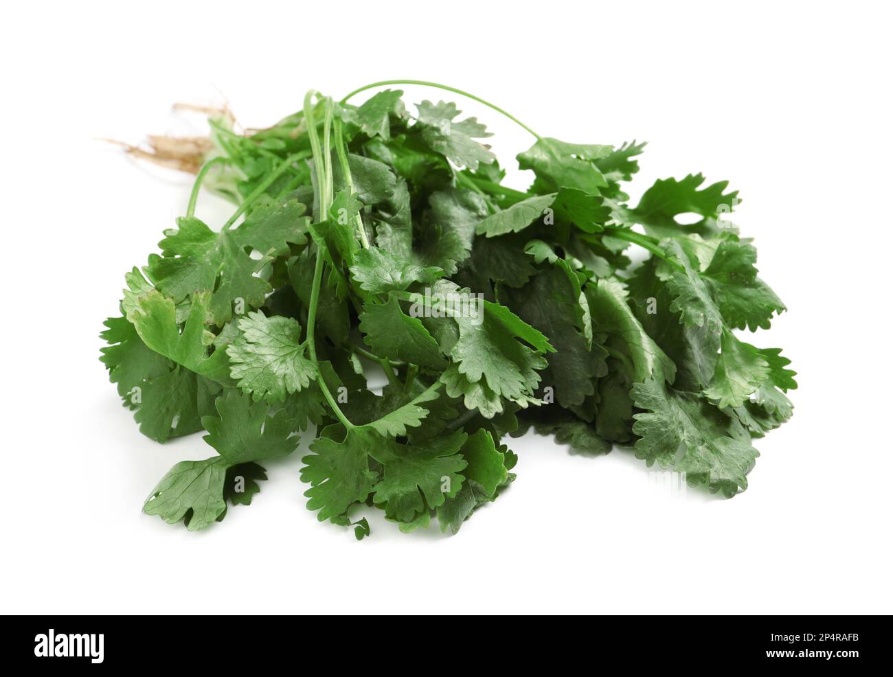 Bunch of fresh coriander on white background Stock Photo - Alamy