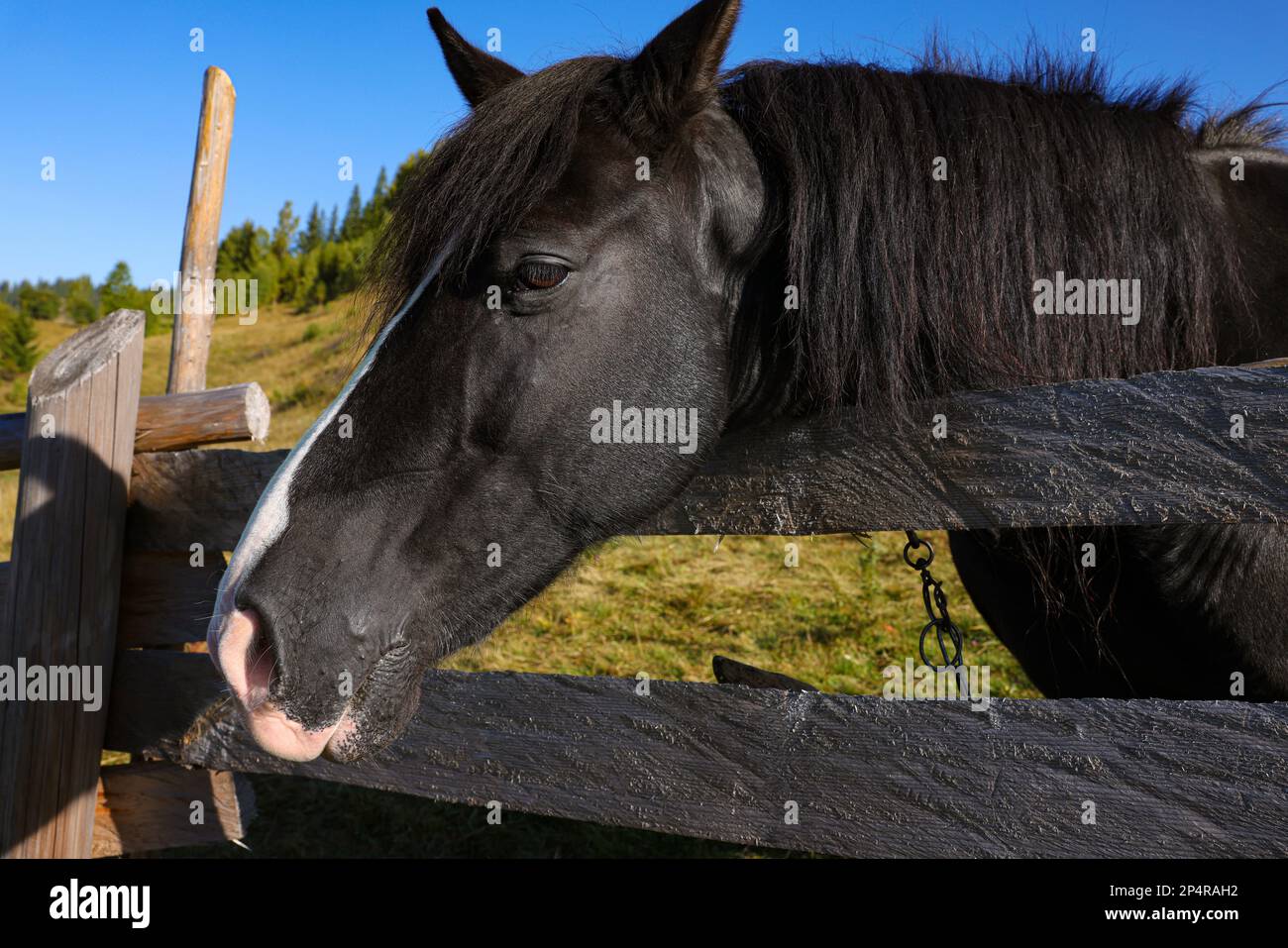 Cute horse near fence outdoors. Lovely domesticated pet Stock Photo - Alamy