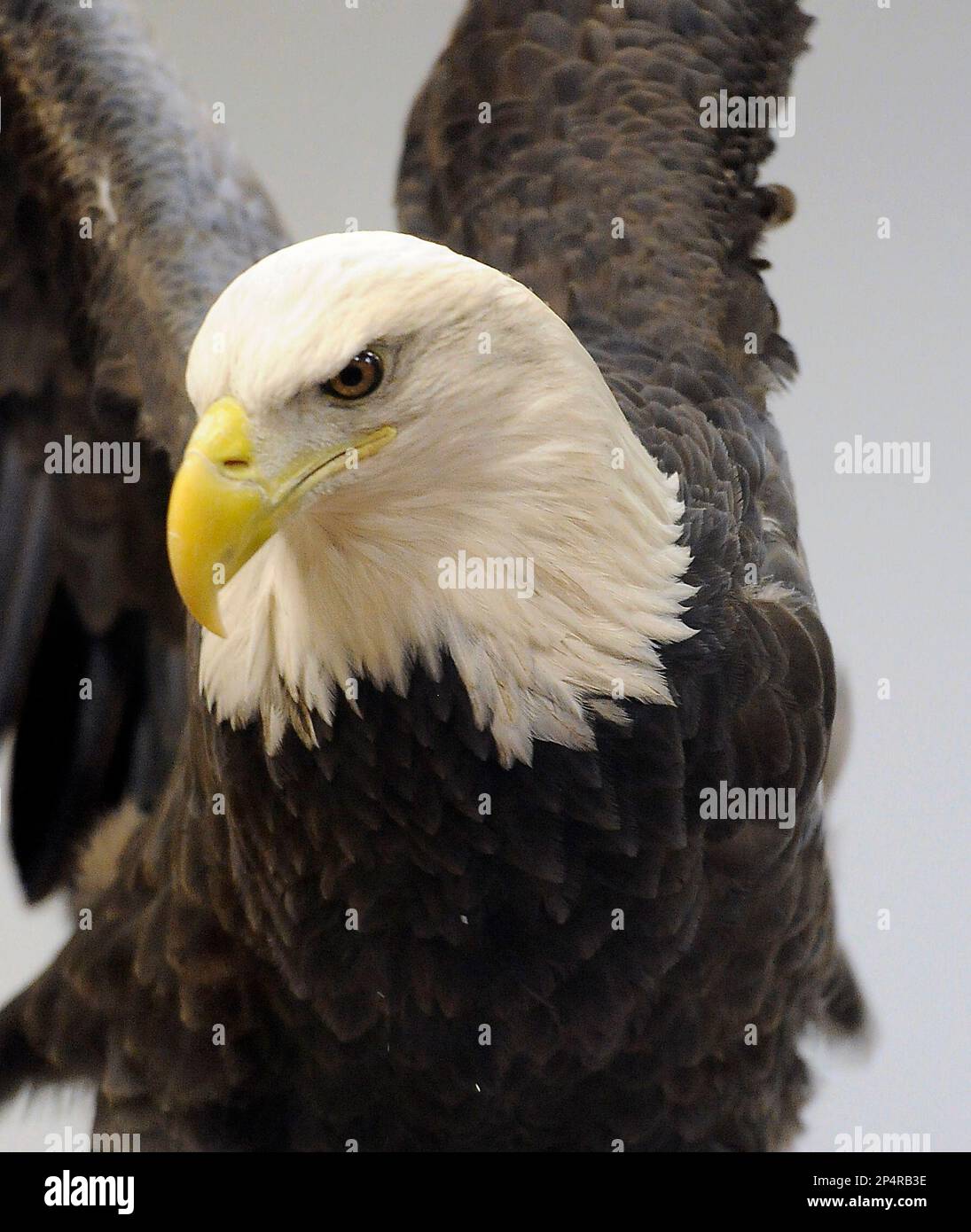 Mike Billington shows a bald eagle during Bald Eagle Days at the Lewis and Clark Visitor Center ...