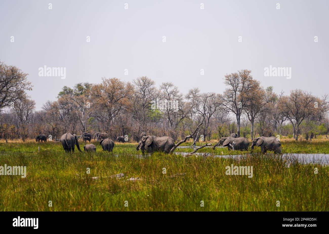 Herd of Elephants crossing the river with baby in a beautiful landscape in Botswana Khwai Stock ...